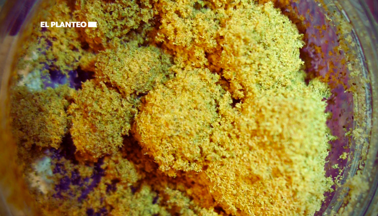 Qué Es el Kief, Cómo Extraerlo y Cómo Usarlo: El Santo Grial de la ...