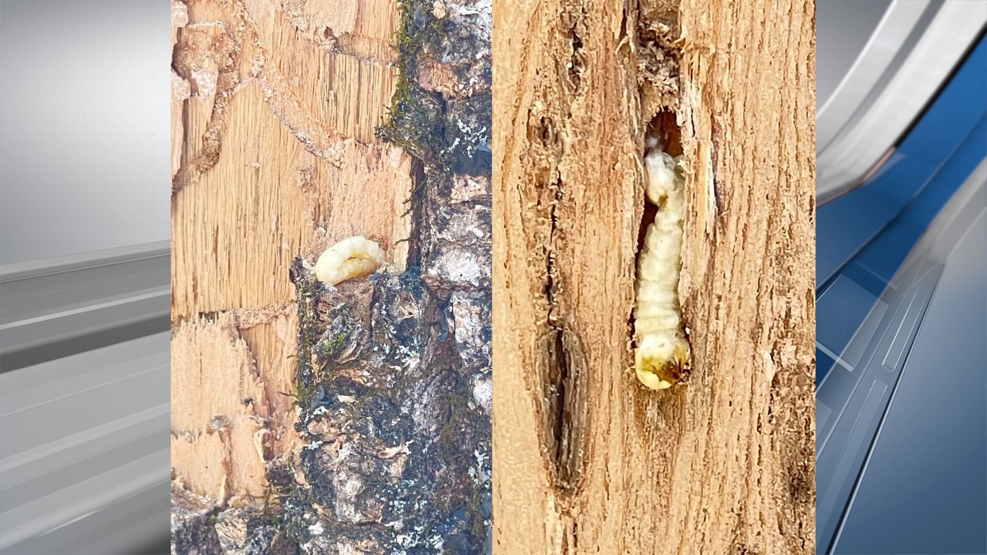 Larvae of destructive beetle found at Lake Murray State Park