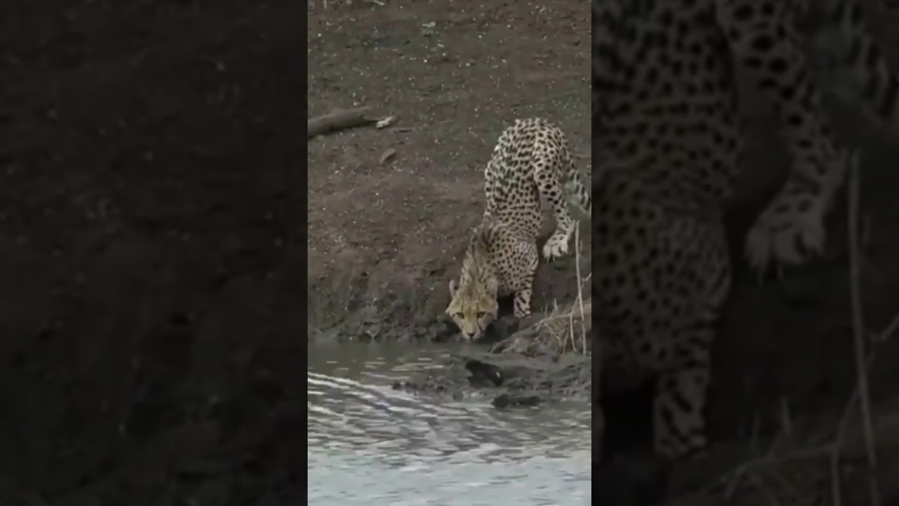 Heart-Stopping Crocodile Attacks A Swift Cheetah