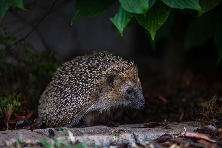 The best wildlife cameras for watching garden visitors by day and night