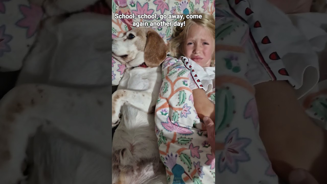 Beagles look too cute to wake when they nap peacefully