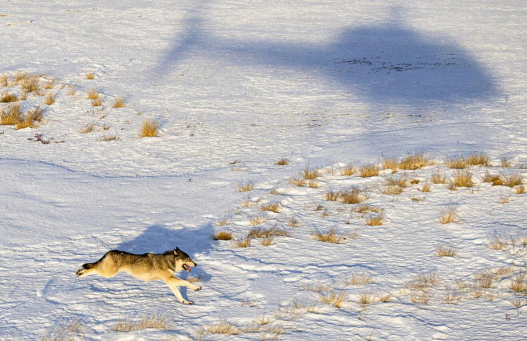 CPW to complete wolf reintroduction in silence after threats