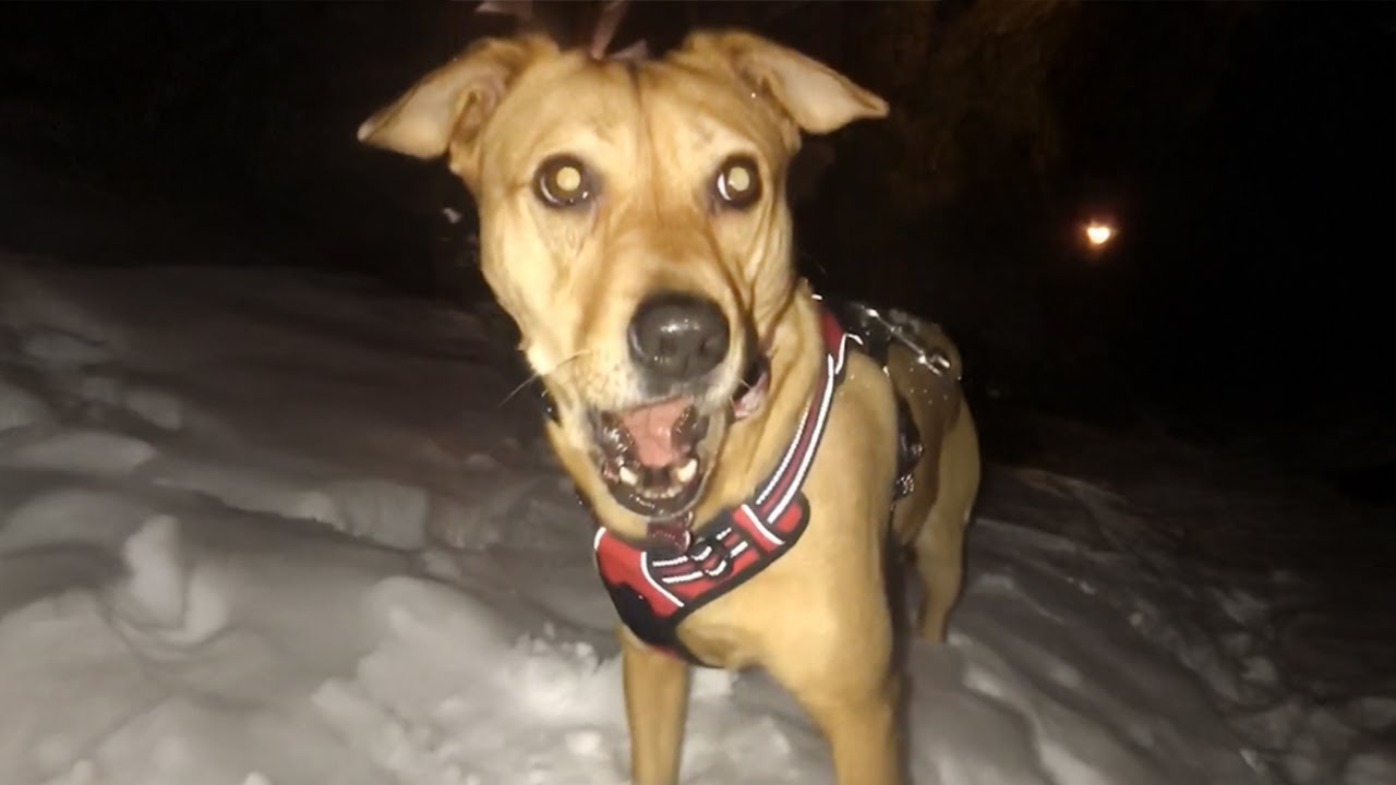 Excited Dog Experiences Snow for the First Time Ever