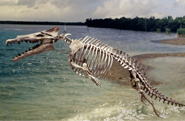 Nearly complete 11-million-year-old whale skeleton unearthed in German ...