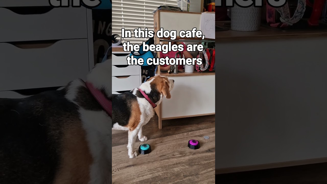 Silly games our beagles play with the little kids