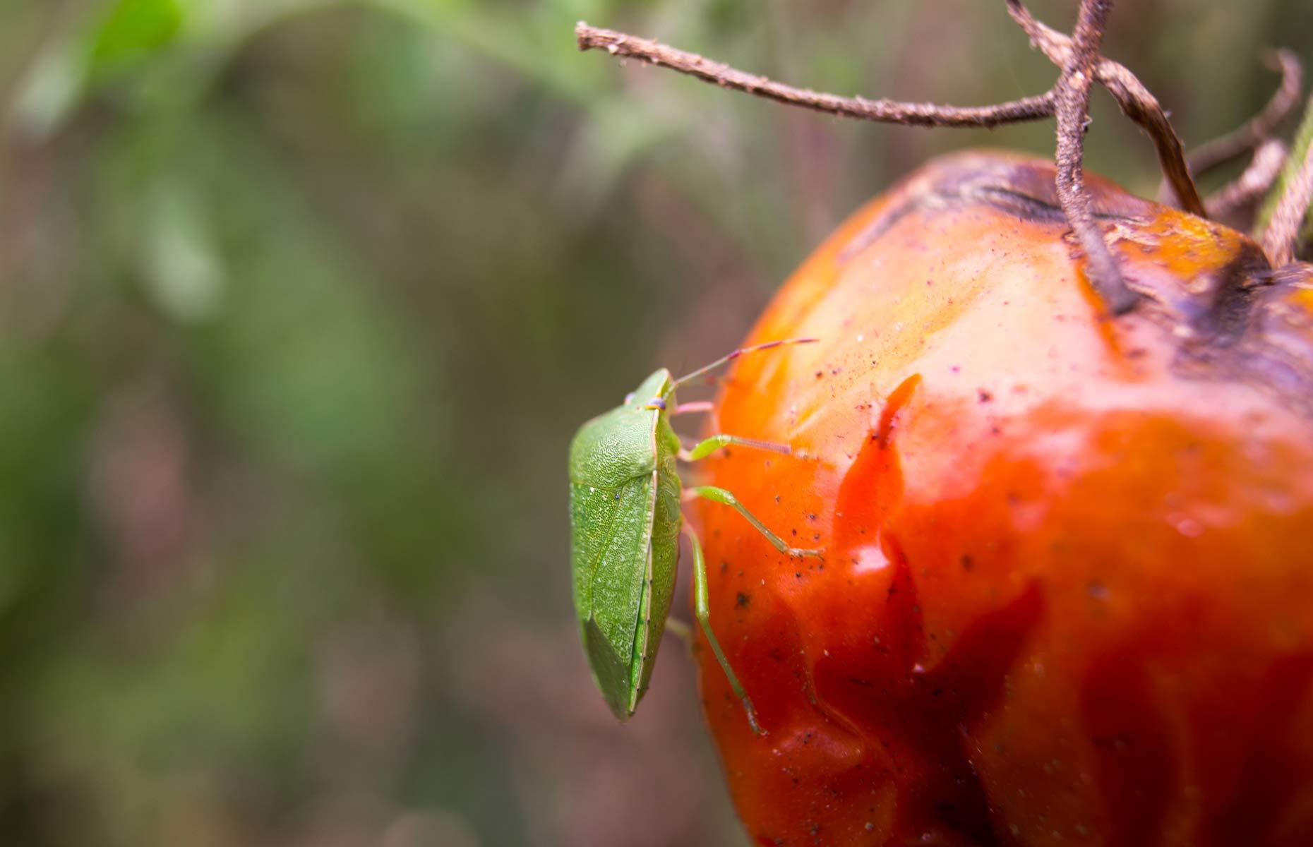 18 easy hacks to prevent pests from DESTROYING your garden