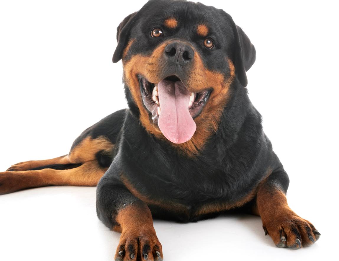 Le razze di cani che vivono di meno