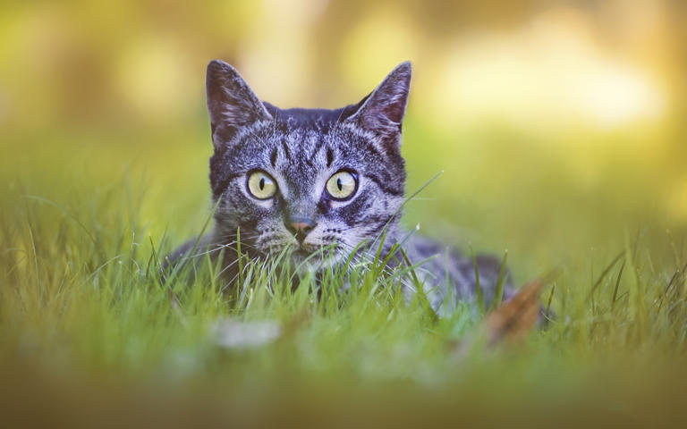 Cómo ayudar a un gato con miedo: señales, causas y técnicas que funcionan