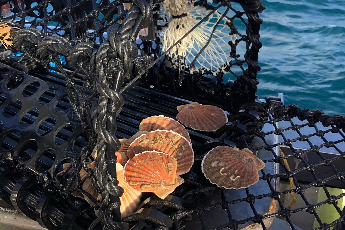 On the menu: Sustainable Disco Scallops caught using fishing pots with ...