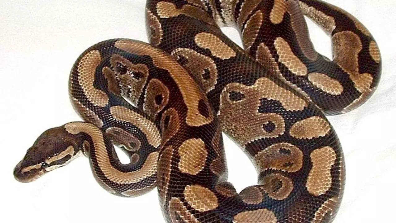 Ball python: Physical characteristics, diet, habitat and more