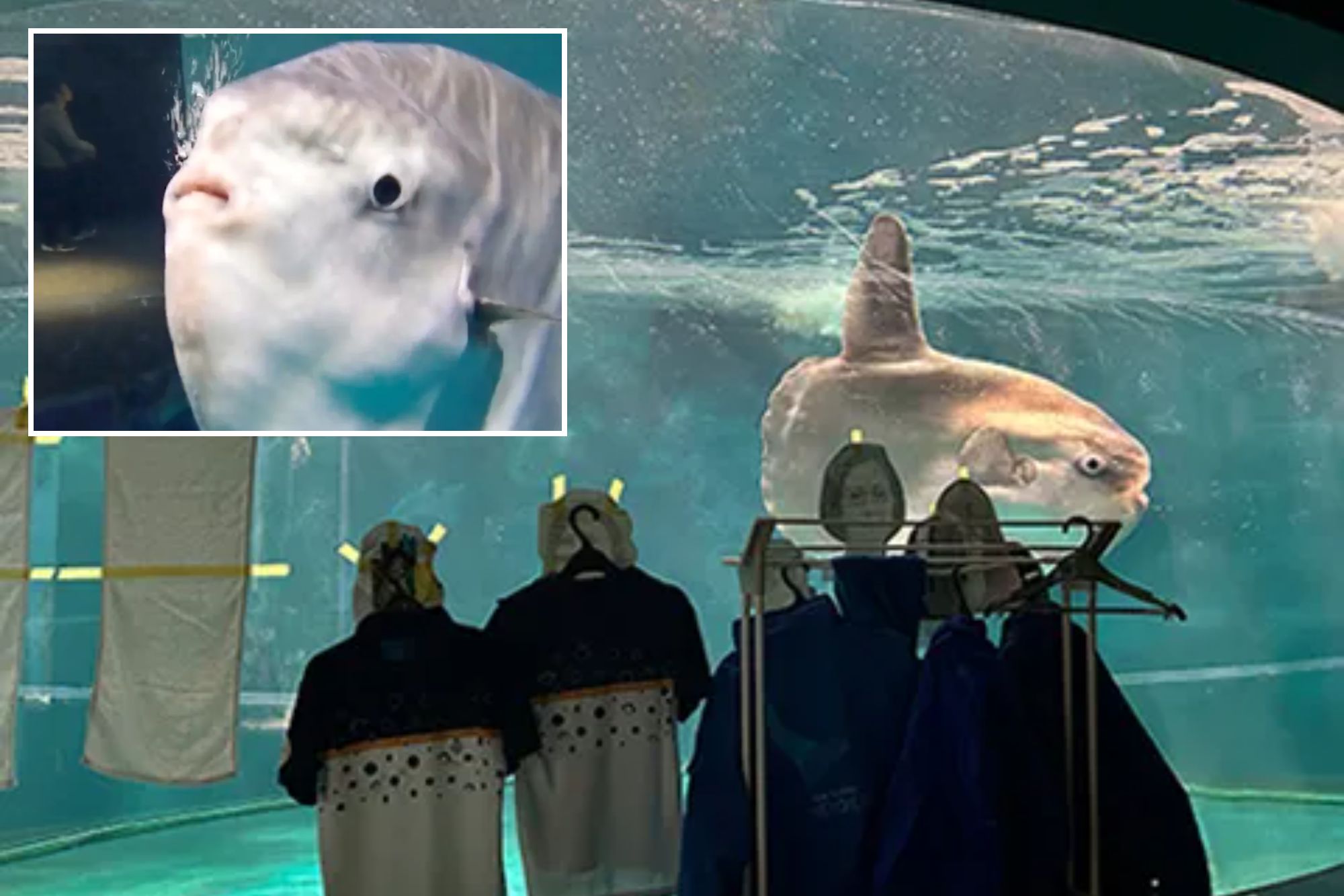 Japanese aquarium places cardboard cutouts of people near tank of ...