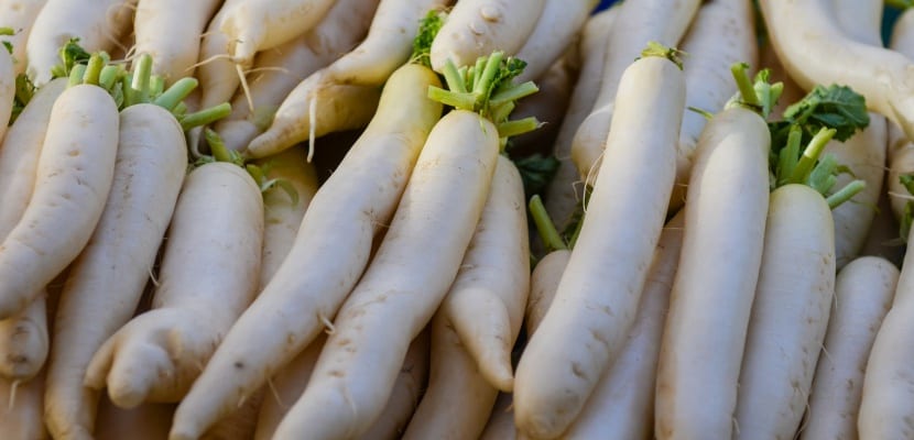 Nabo Daikon: Propiedades, Beneficios y Cómo Integrarlo en Tu Dieta