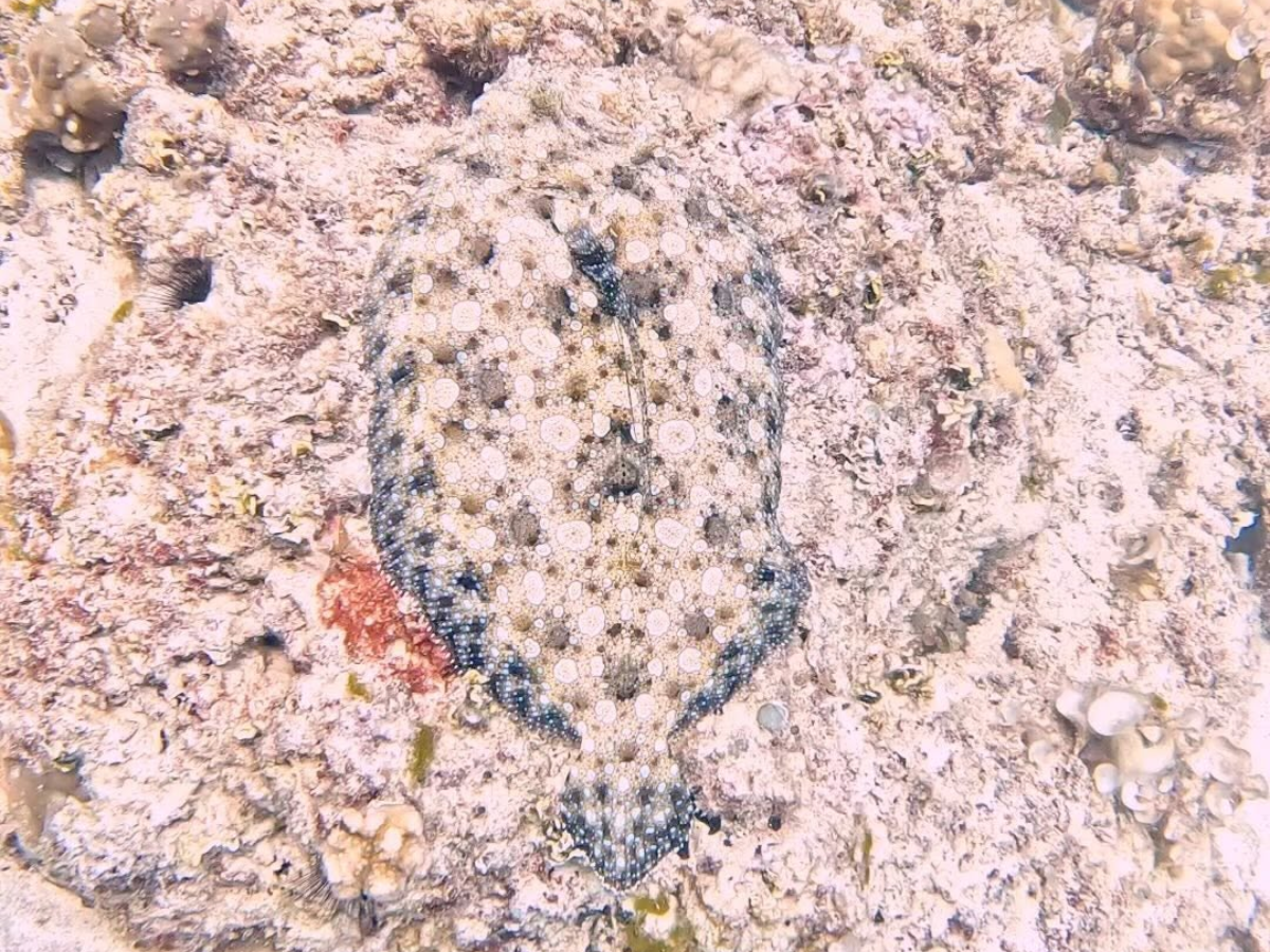 Linguado-pavão: o fascinante peixe que consegue mudar de cor e se camuflar