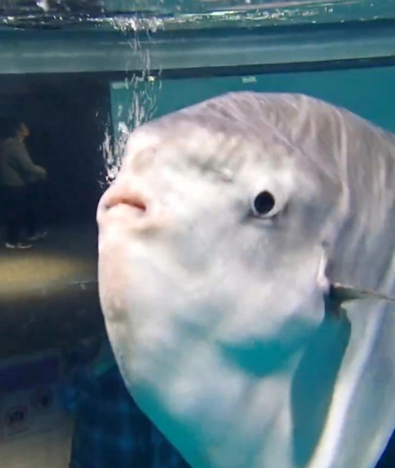 Japanese aquarium places cardboard cutouts of people near tank of ...