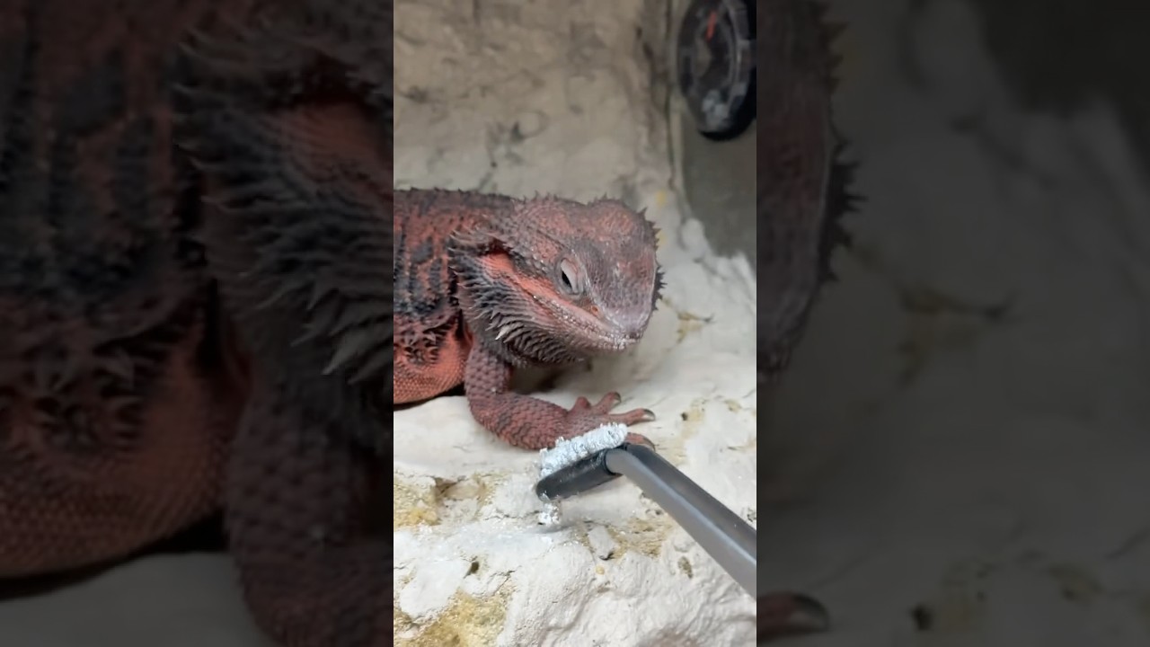 See a bearded dragon eat a fresh silkworm meal