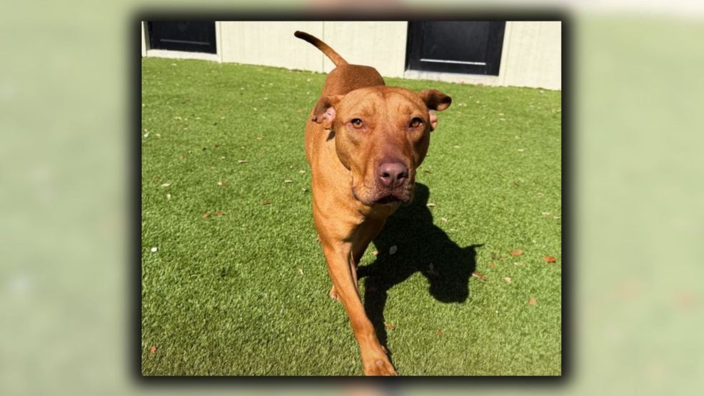 Local shelter rescues over 70 dogs from wildfires and freezing cold ...