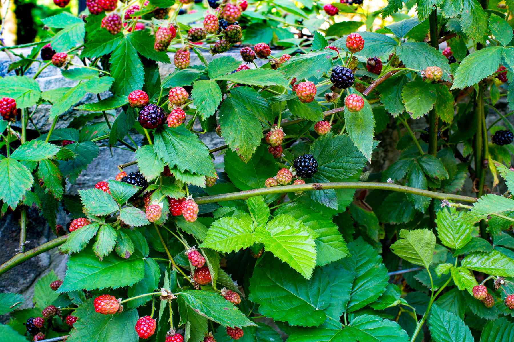 Plant This Thornless Blackberry Variety Now So You'll Have Fresh ...
