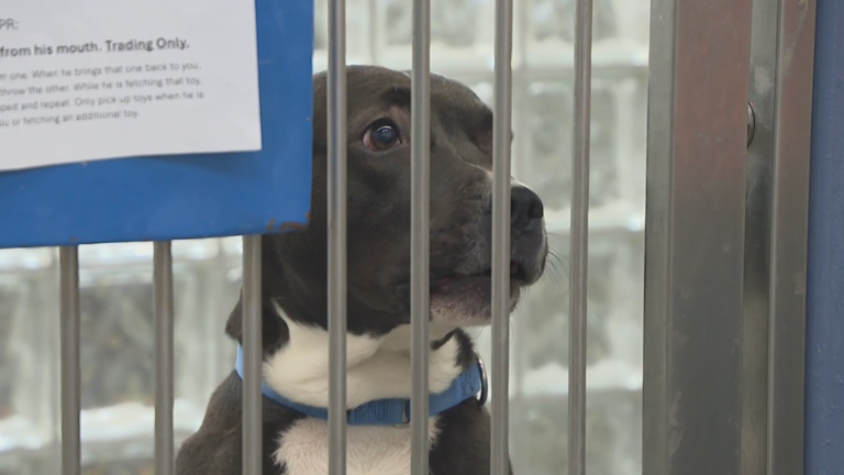 Humane Animal Rescue of Pittsburgh in urgent need of fosters and ...