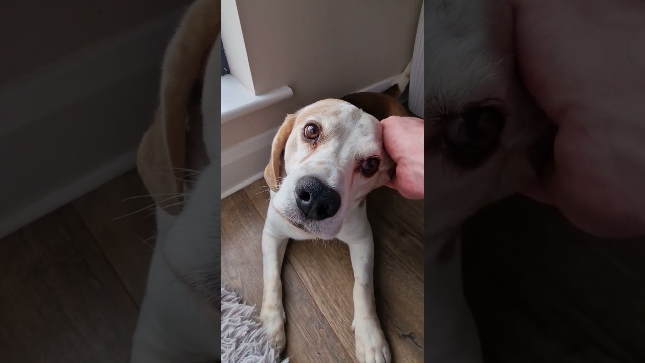When beagles give that look, it melts your heart