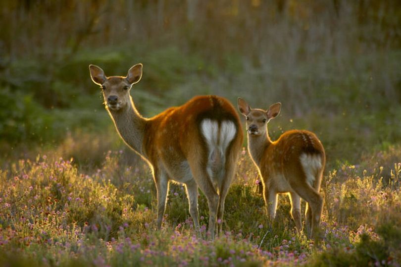 Drivers in Stirling urged to stay alert as new deer safety campaign ...