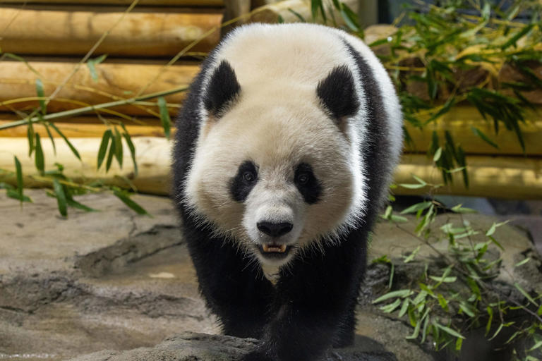 Giant pandas to debut at National Zoo in Washington: Here's how to plan your visit