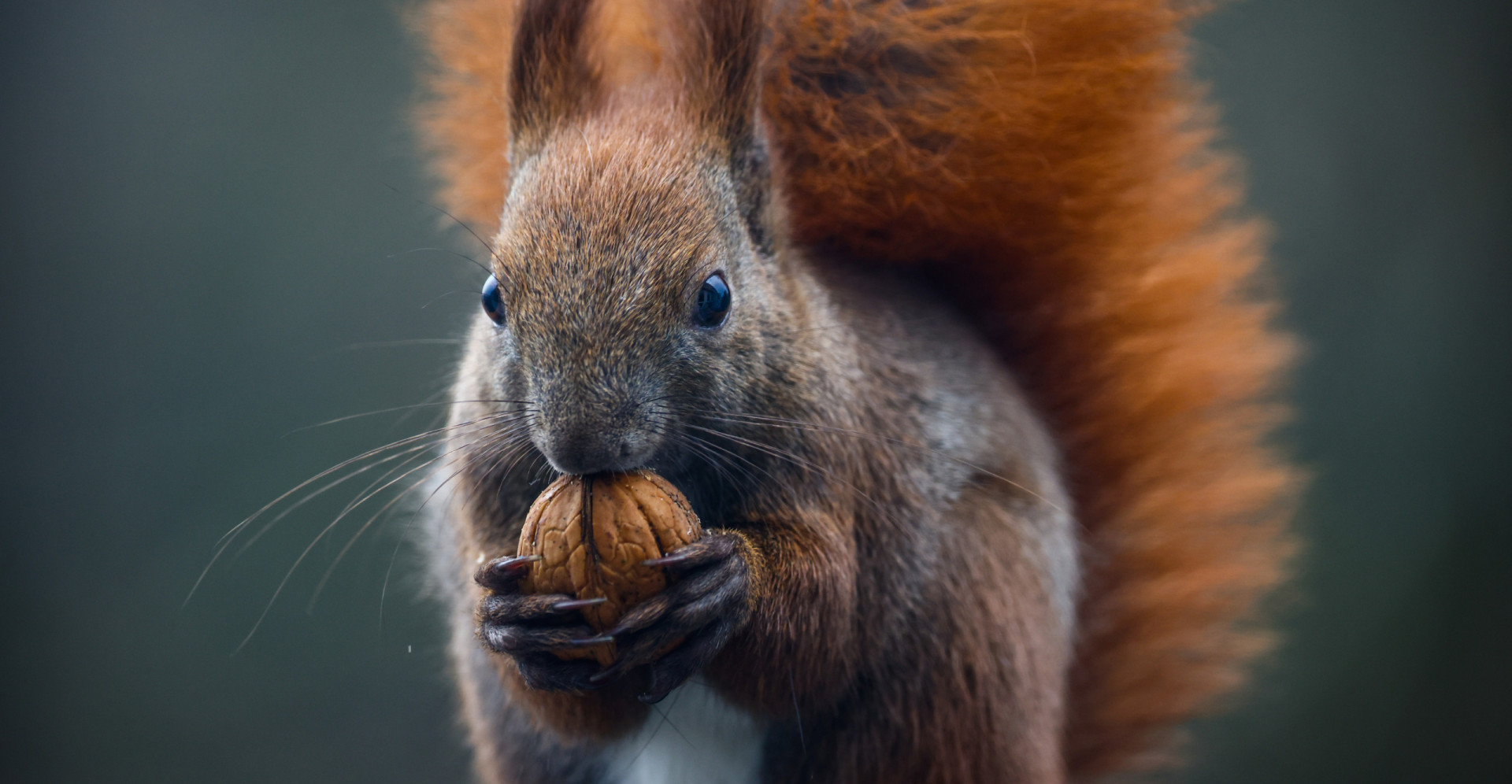 Feelin’ squirrely: Nutty facts about these adorable creatures