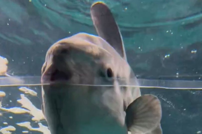 World's loneliest fish goes on hunger strike and begs for mates after ...