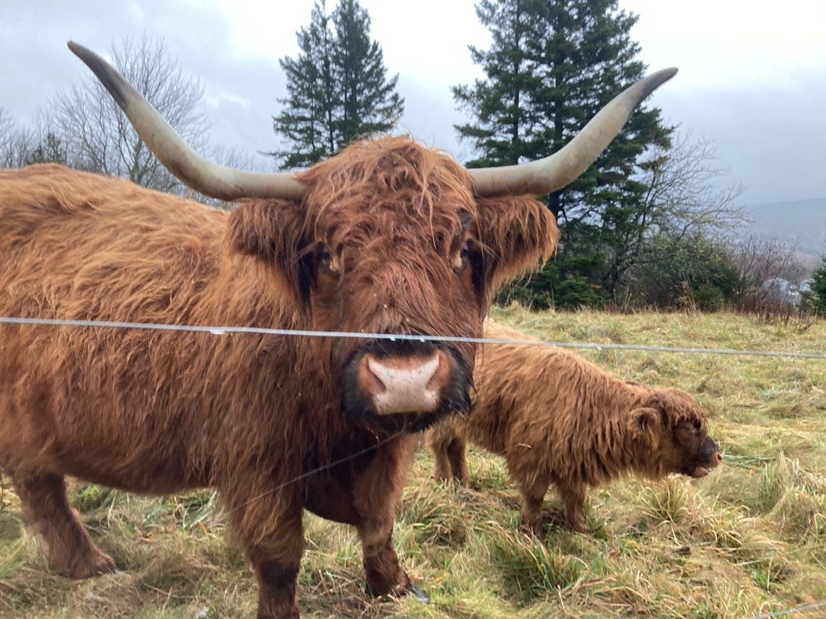 N.S. judge cracks countless cow quips after crash where 'chattel met ...