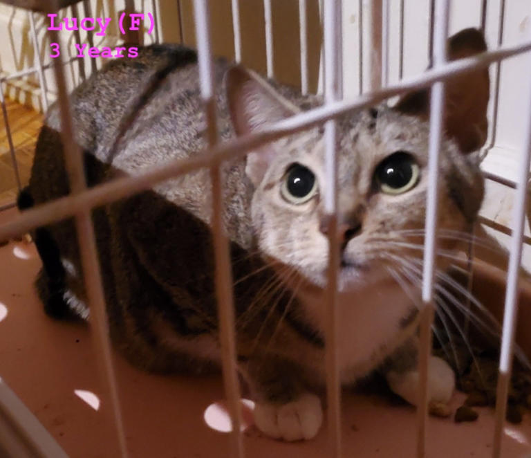 Over a dozen hoarded cats may be released onto NYC streets Thursday as ...