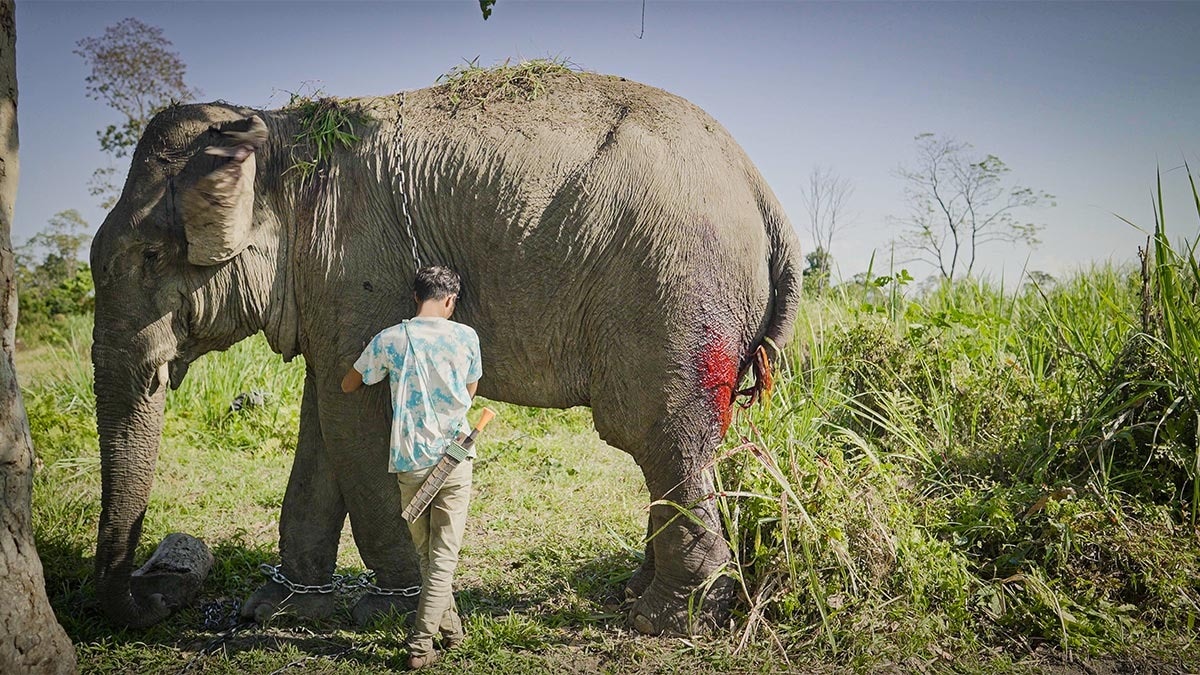 Vantara: A Safe Haven Offering a Chain-Free Life to 20 Rescued ...