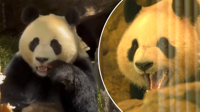 Adelaide Zoo's new panda pair makes long-awaited public debut