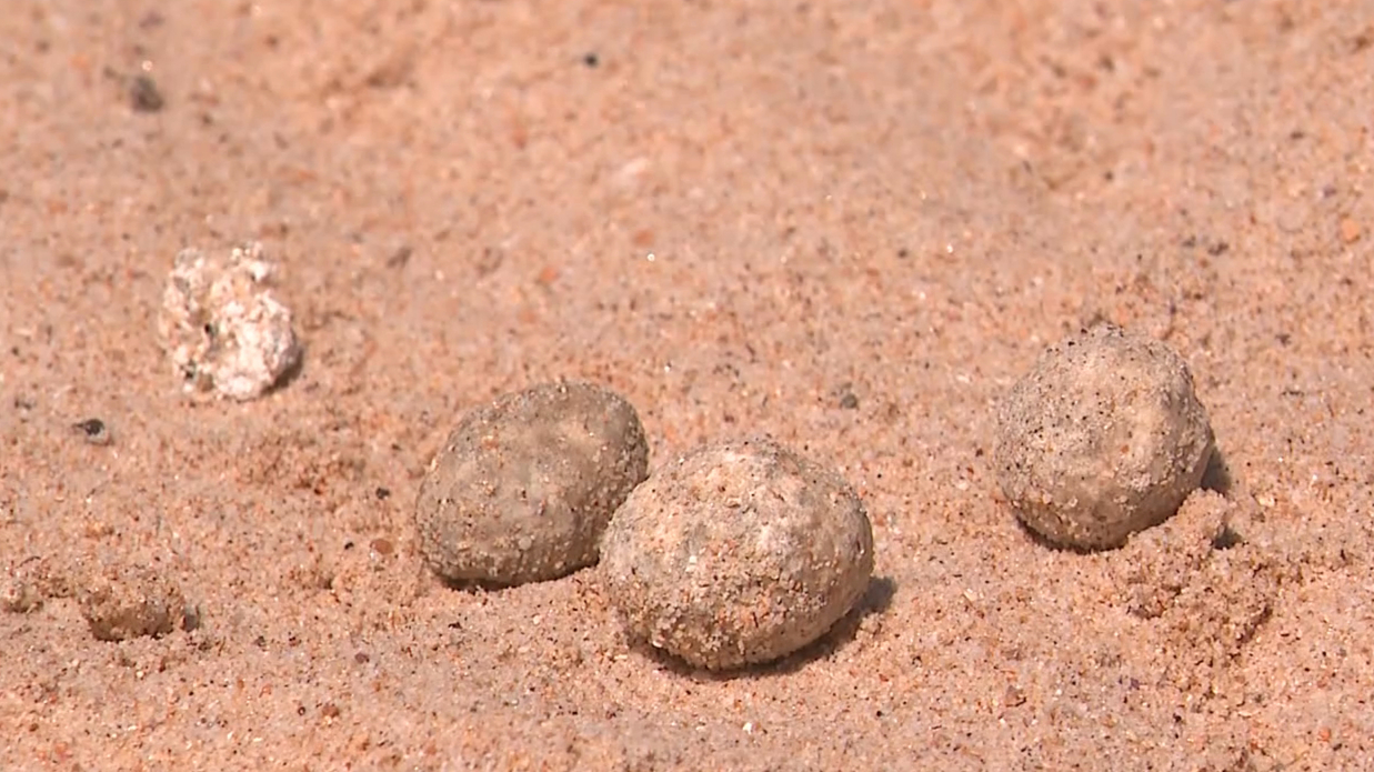 Sewage balls wash up ashore on Sydney beaches near likely source