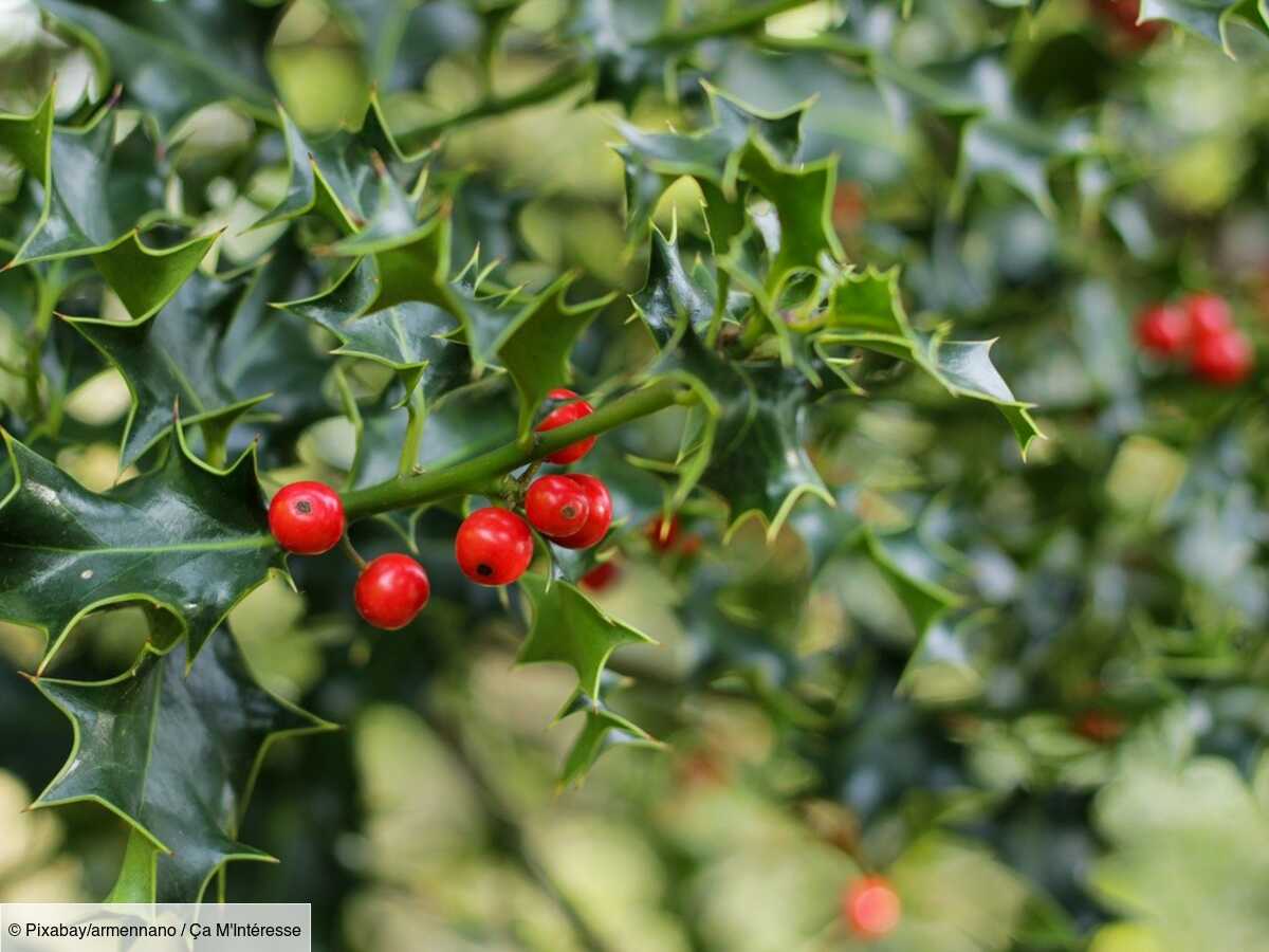Comment différencier le gui et le houx