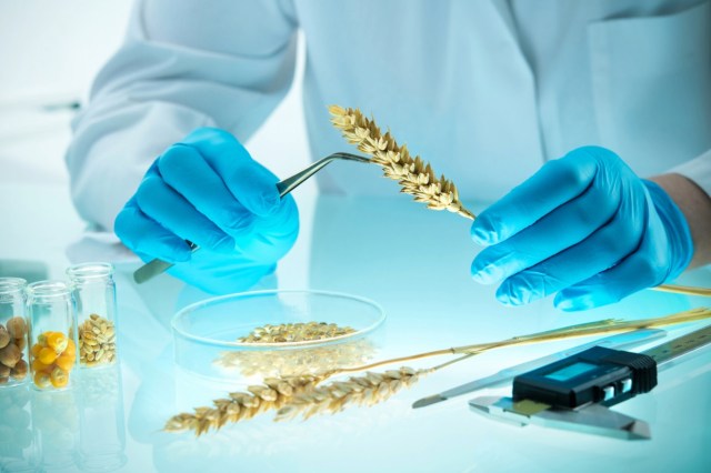 Scientists develop game-changing crops capable of withstanding extreme ...