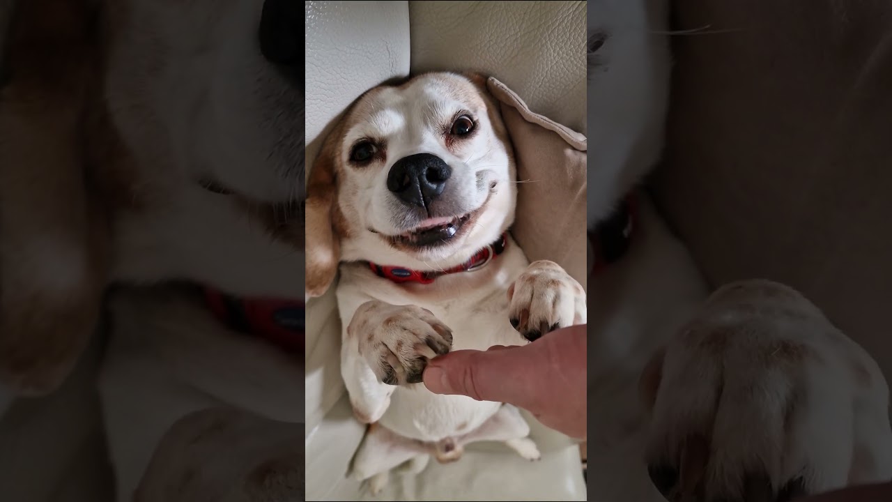 How my beagle shows endless unconditional love