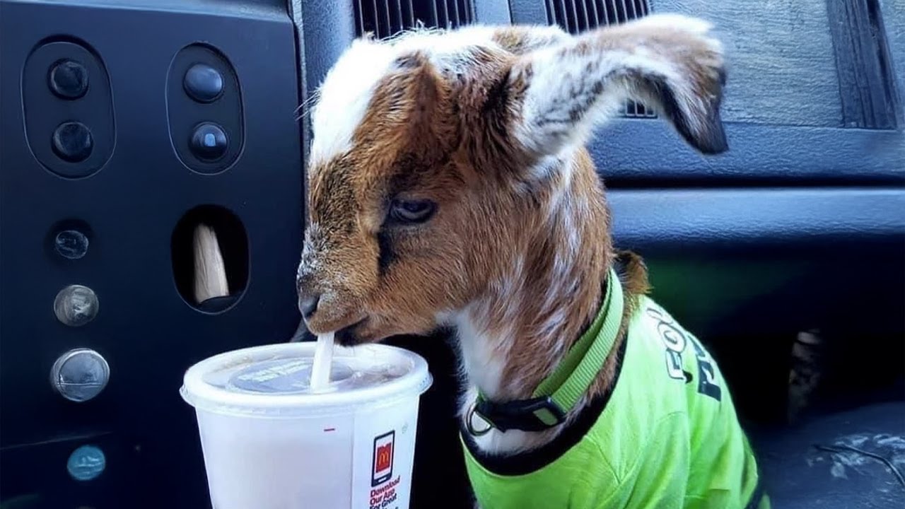 The funniest animals ready to shock