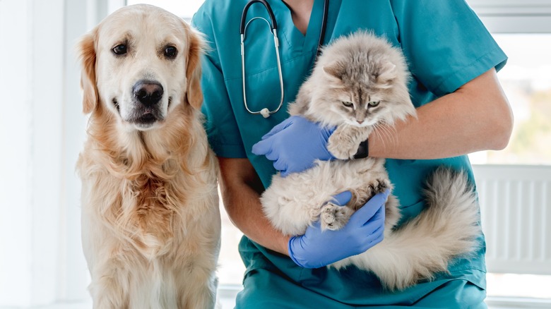 The 12 Most Expensive Vet Bills You Could Get If You Own A Pet