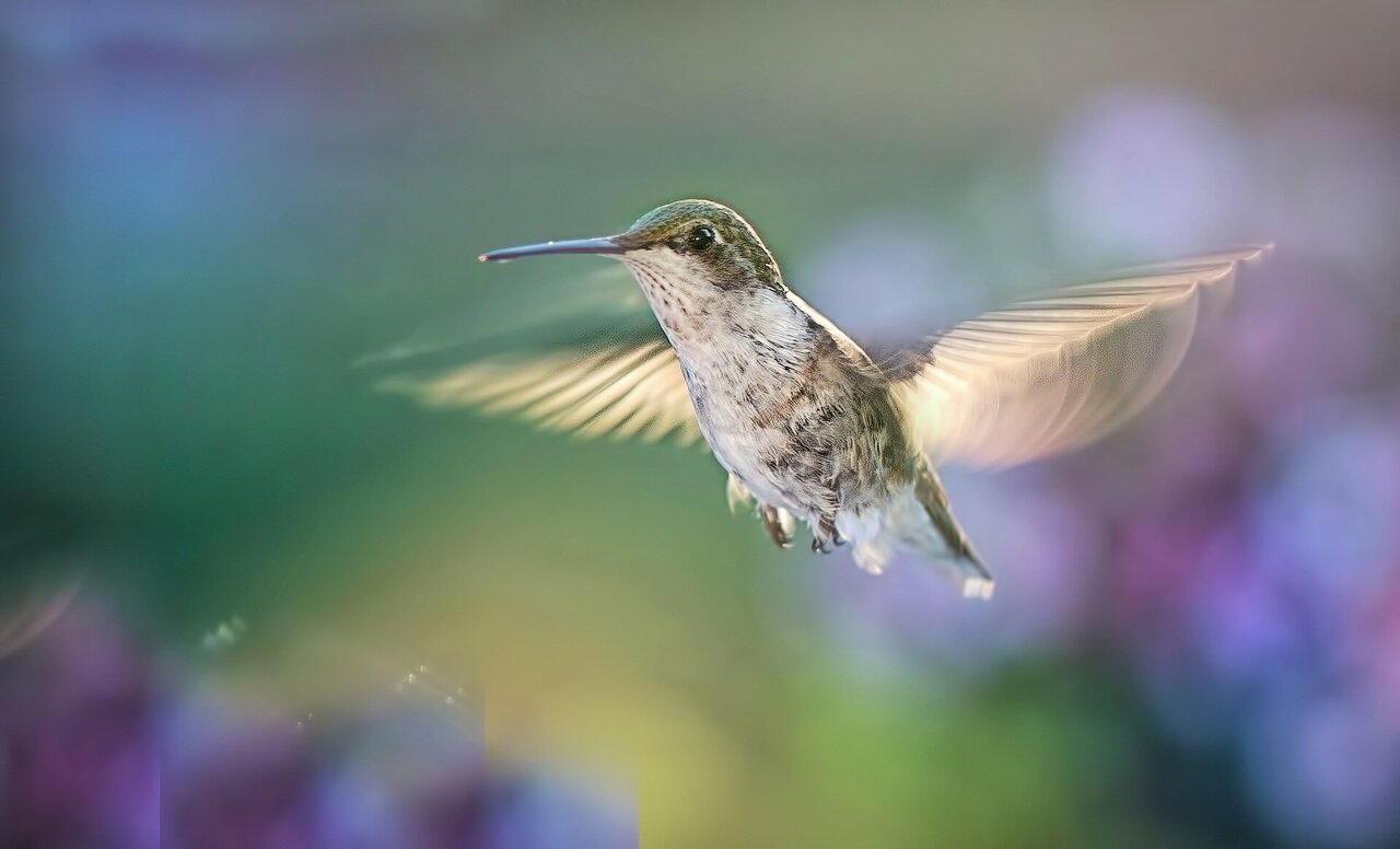 Hummingbird flower mites found to use electroreception to hitch rides ...