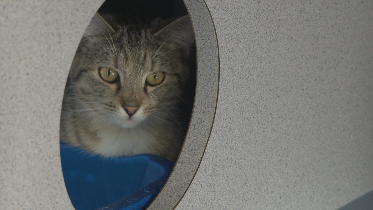 Indoor vs outdoor: The cat conflict