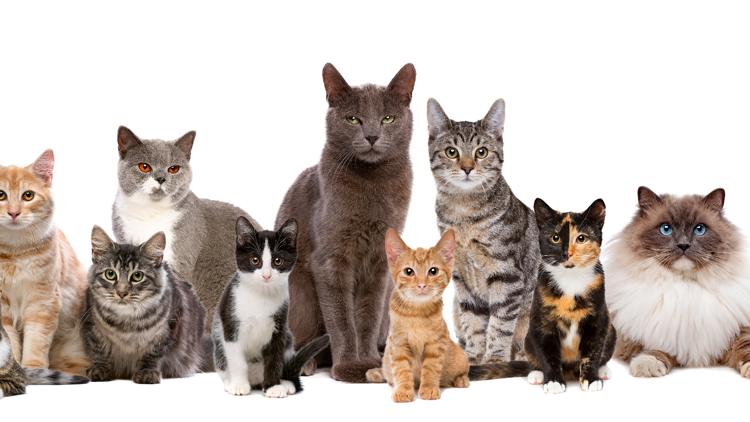 Cat by Cat Inc. will write your ex's name on a litter box this ...