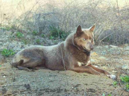 Before the White Man Came: The Incredible Dogs of Indigenous Tribes