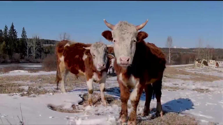 Tips to Protect Outdoor Animals During Cold Snap