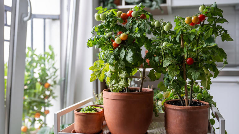 The 5 Easiest Fruits to Grow in Small Spaces