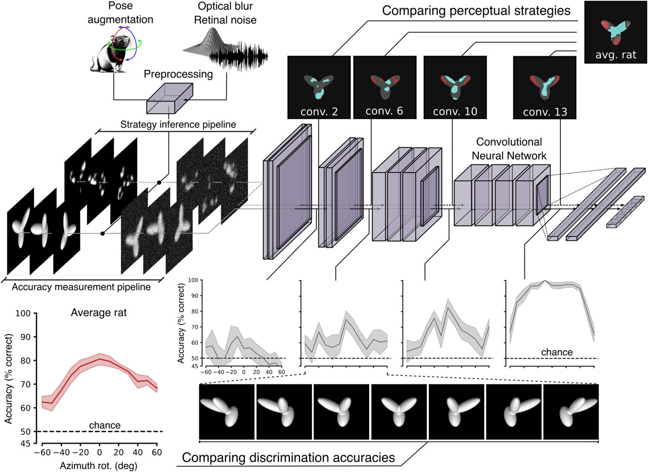 Rat vision: A lesson in visual object recognition for AI