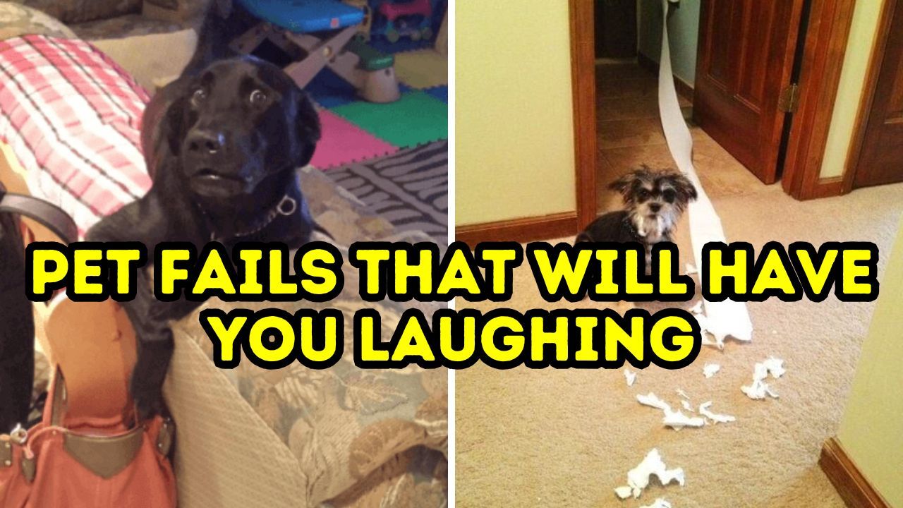 18 Funny Pet Fails That Will Have You Laughing