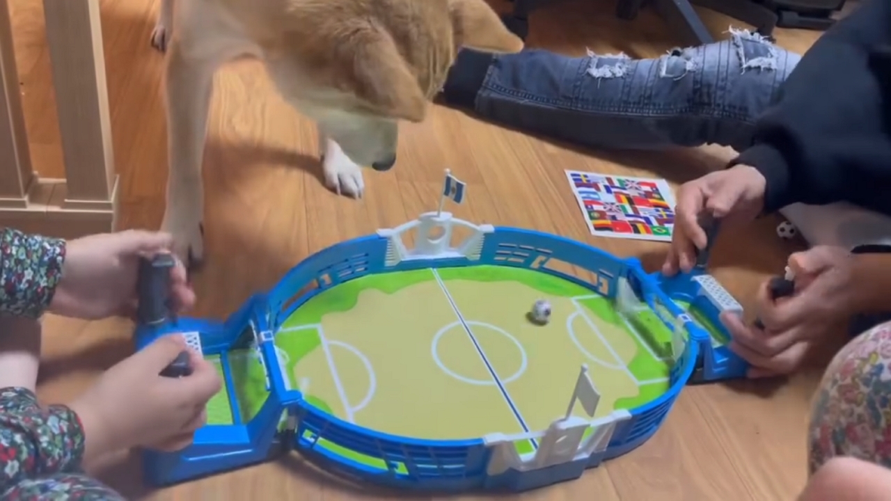 Dog hilariously snatches ball from tabletop soccer toy in Seoul, South ...