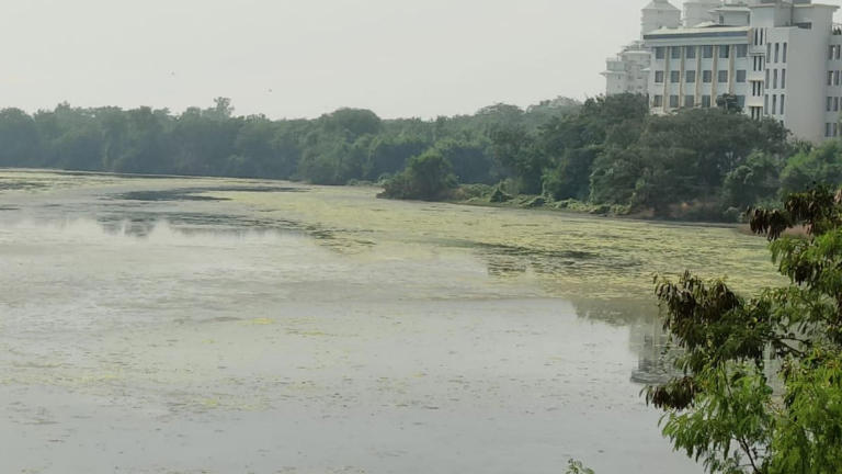 Navi Mumbai: State Environment Department Orders CIDCO, NMMC To ...