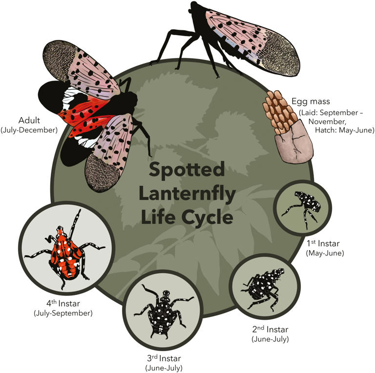 Spotted lanternflies are spreading in RI. Why they may not be as bad as ...