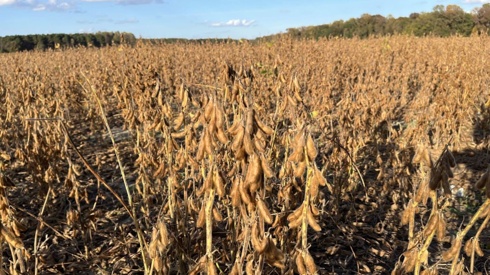Illinois soybean farmers set new production record
