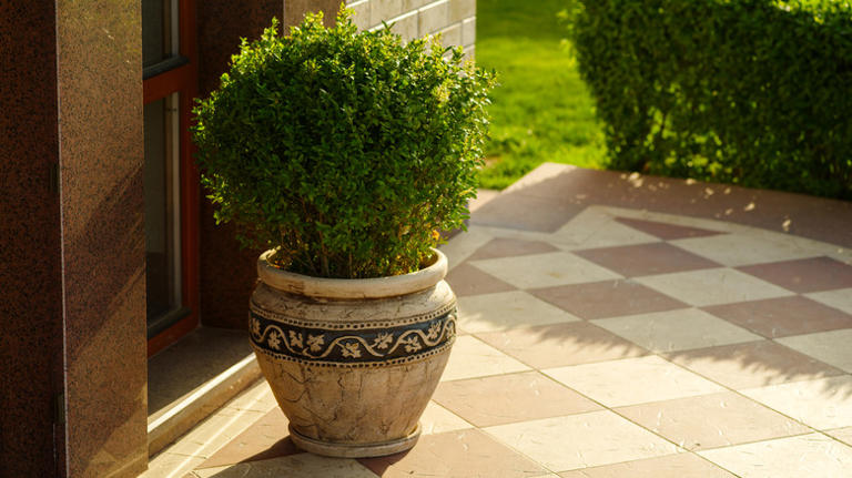 Mistakes Everyone Makes When Growing Boxwood (And How To Fix Common Issues)